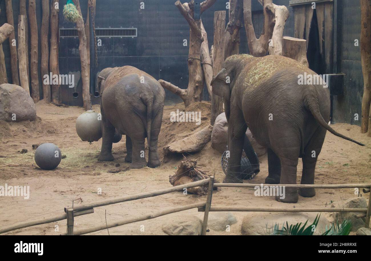 Empty zoo animal cage hi-res stock photography and images - Alamy