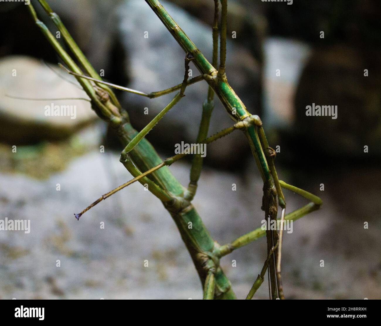 Insects together hi-res stock photography and images - Alamy