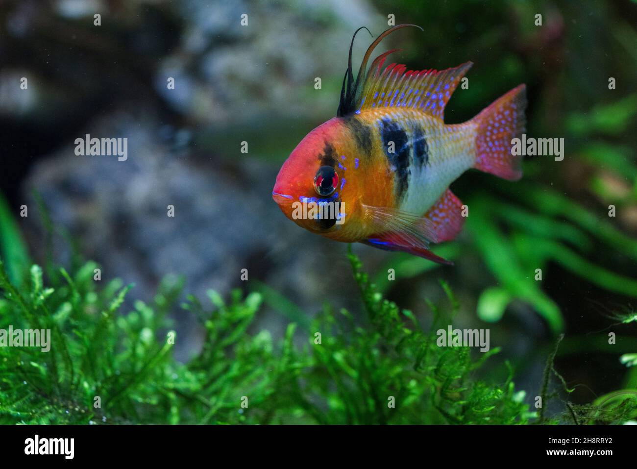 blue ram, Mikrogeophagus ramirezi or German blue ram, Asian ram ...