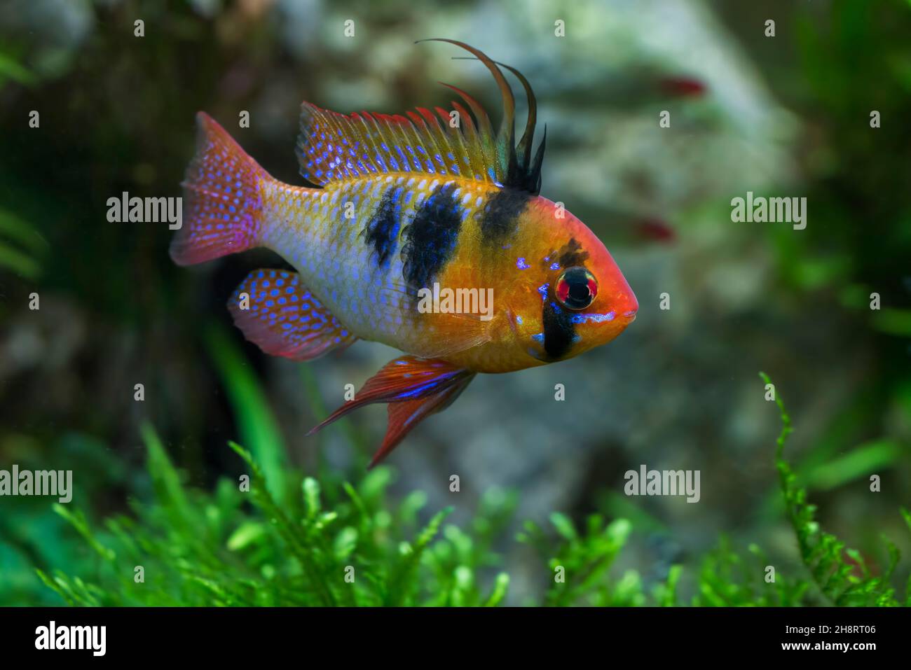 blue ram, Mikrogeophagus ramirezi or German blue ram, Asian ram ...