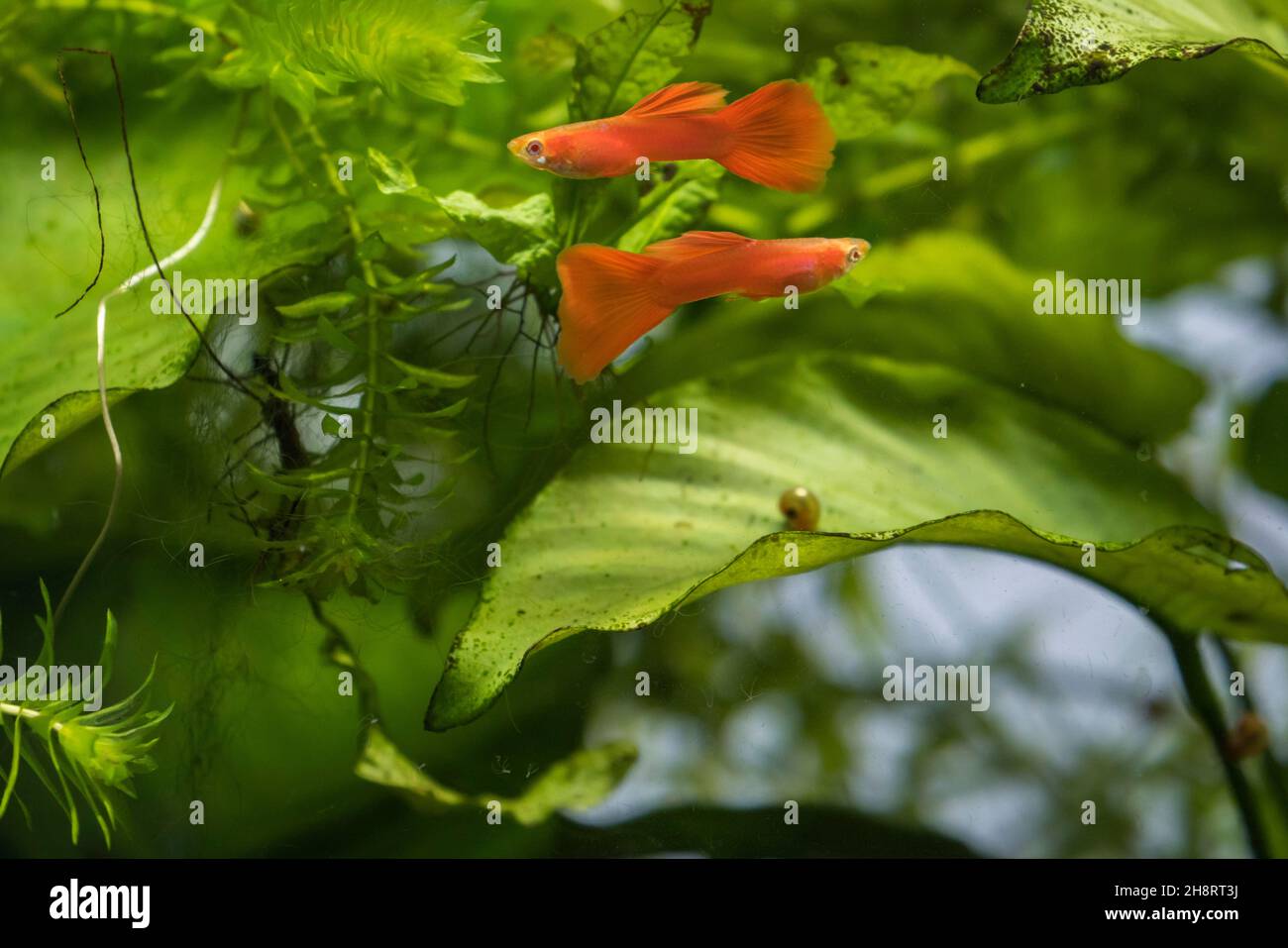 Albino male full red guppy (Poecilia reticulata) in planted aquarium ...