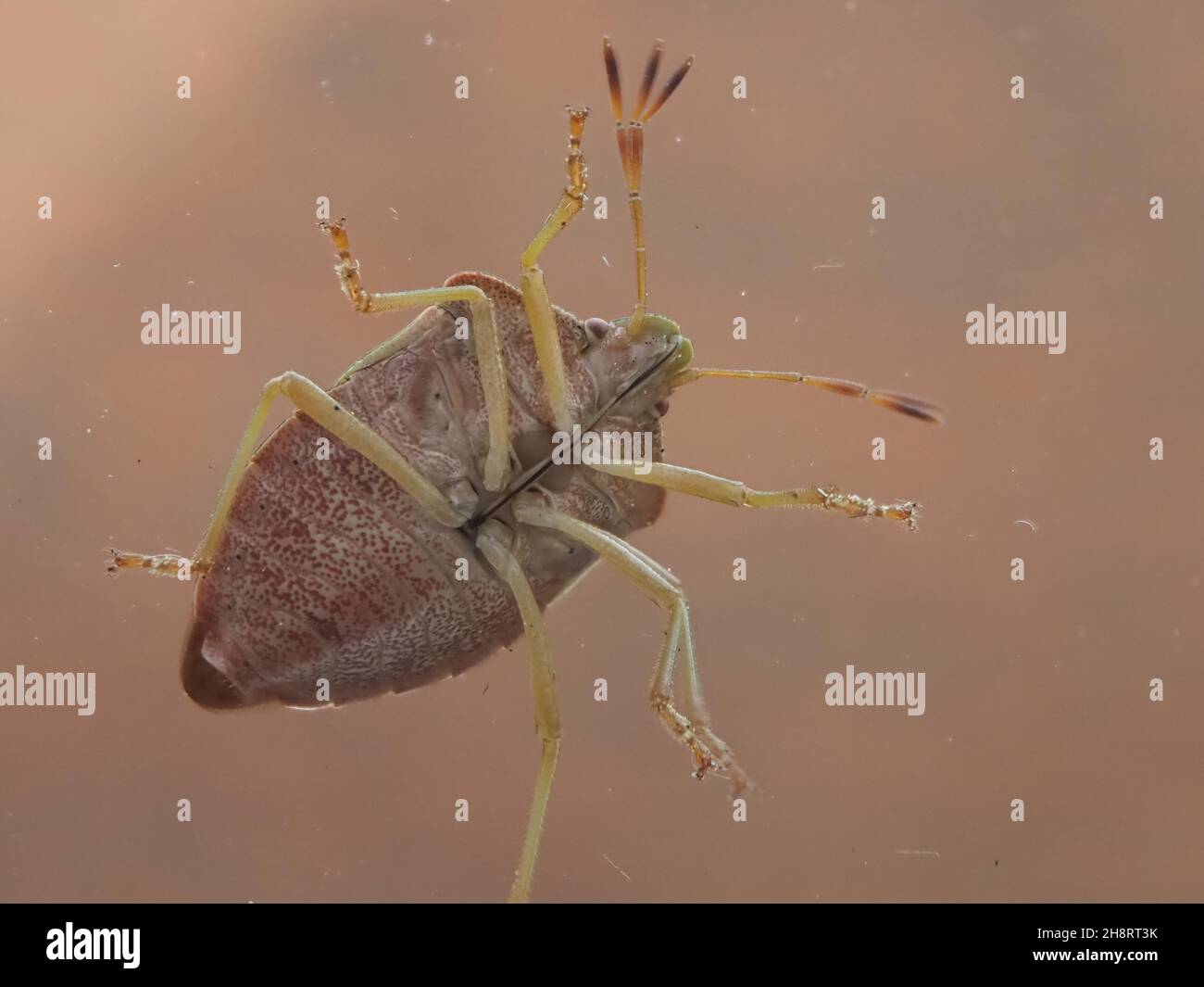 Podisus hi-res stock photography and images - Alamy