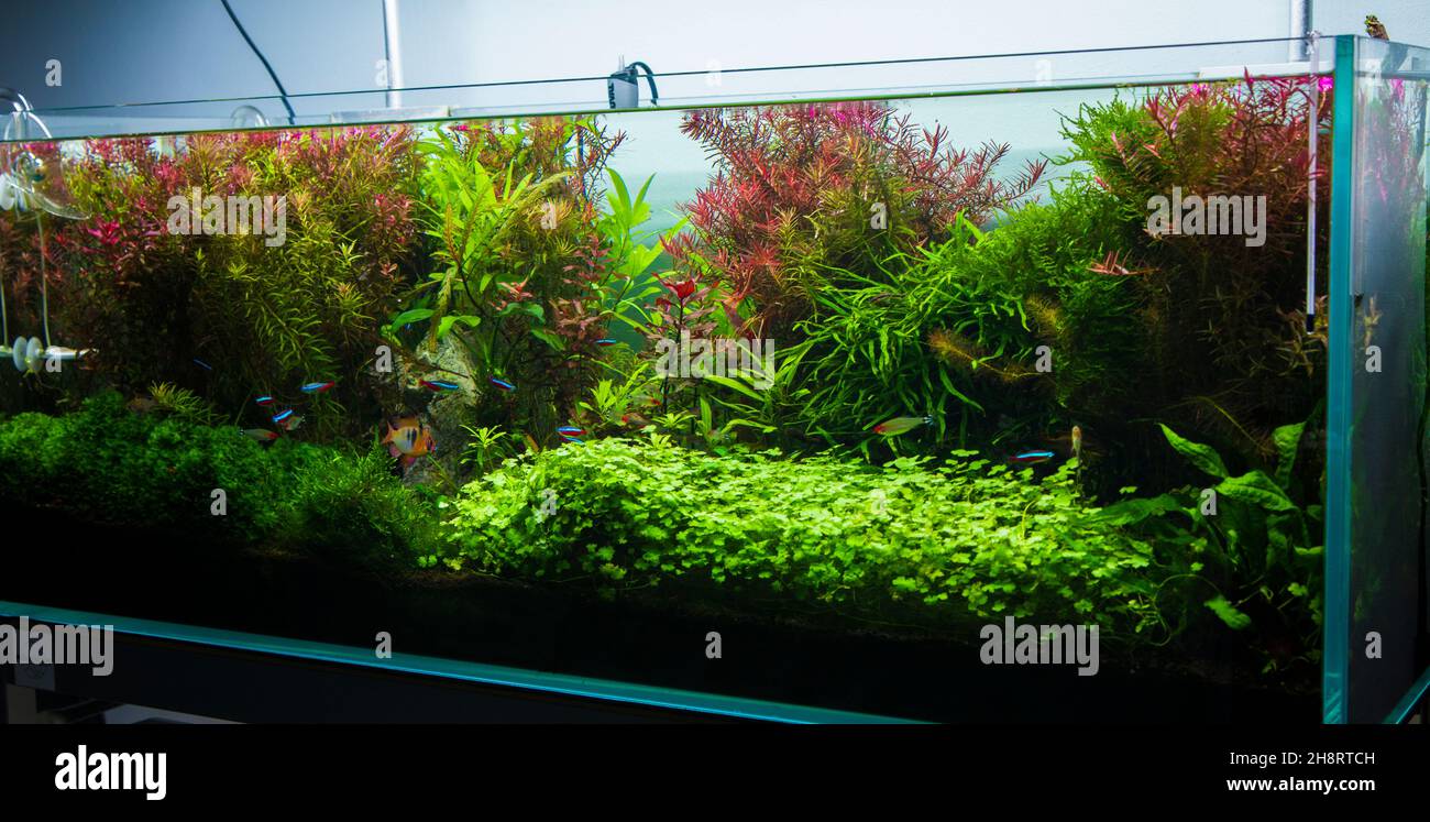 Fresh water aquarium hi-res stock photography and images - Alamy