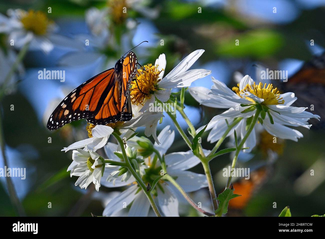 Pacific Grove, California, USA. 1st Dec, 2021. Monarch Butterfly ...