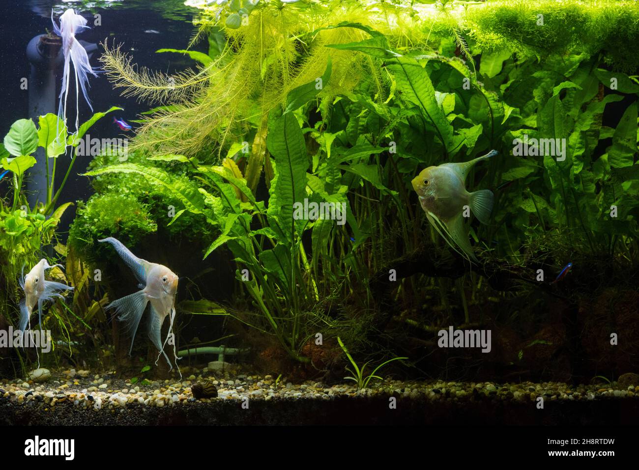 Cardinal Plant Aquarium
