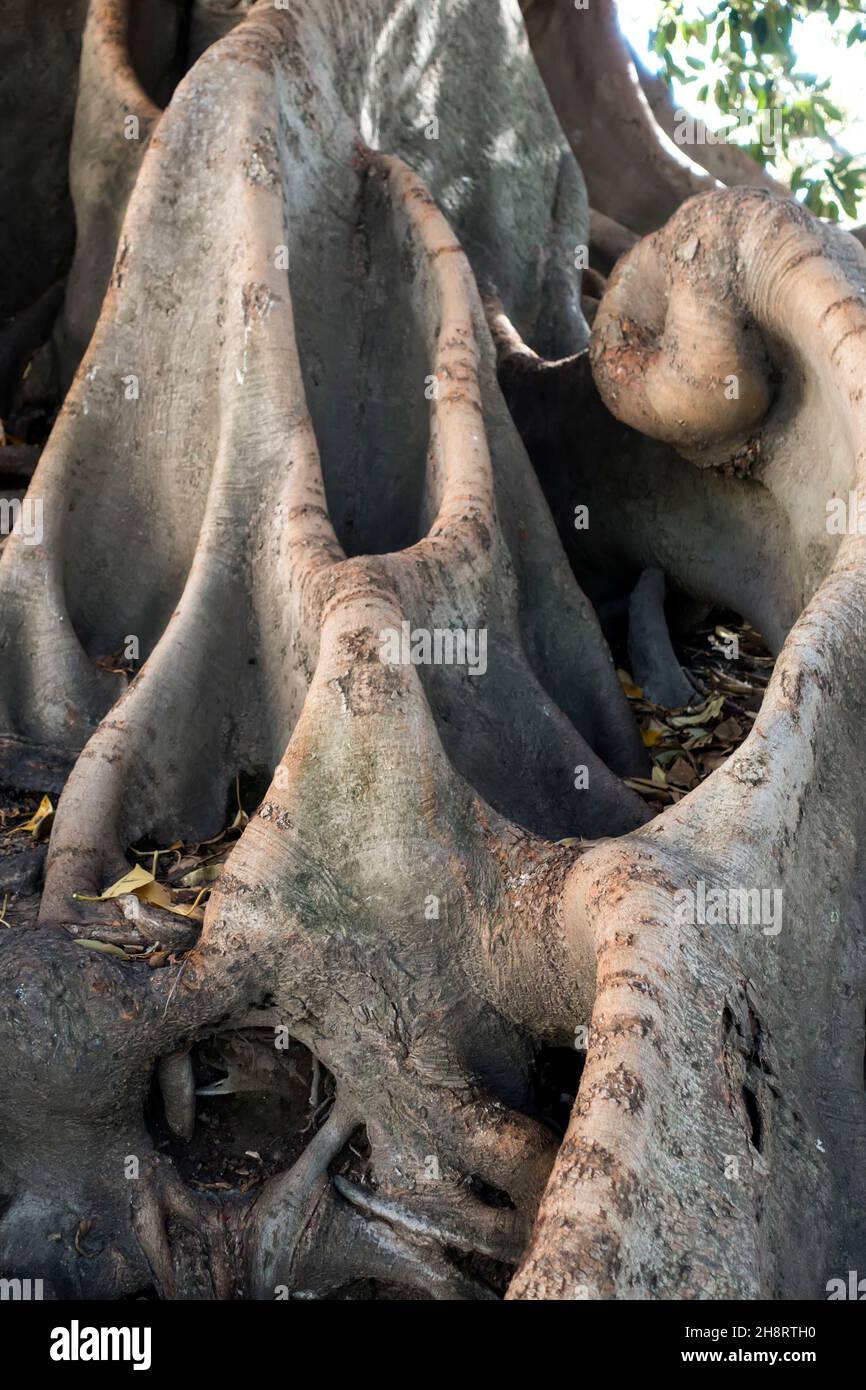 Ombu rubber tree roots Recoleta, Buenos Aires, Argentina Stock Photo ...