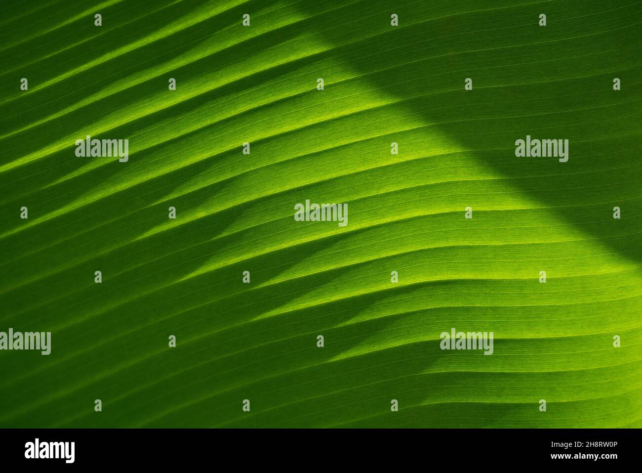 Texture of green banana leave, diagonal lines. Background of exotic ...