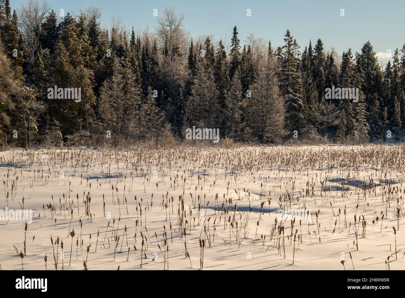 Cattails wetlands marsh marshes hi-res stock photography and images - Alamy