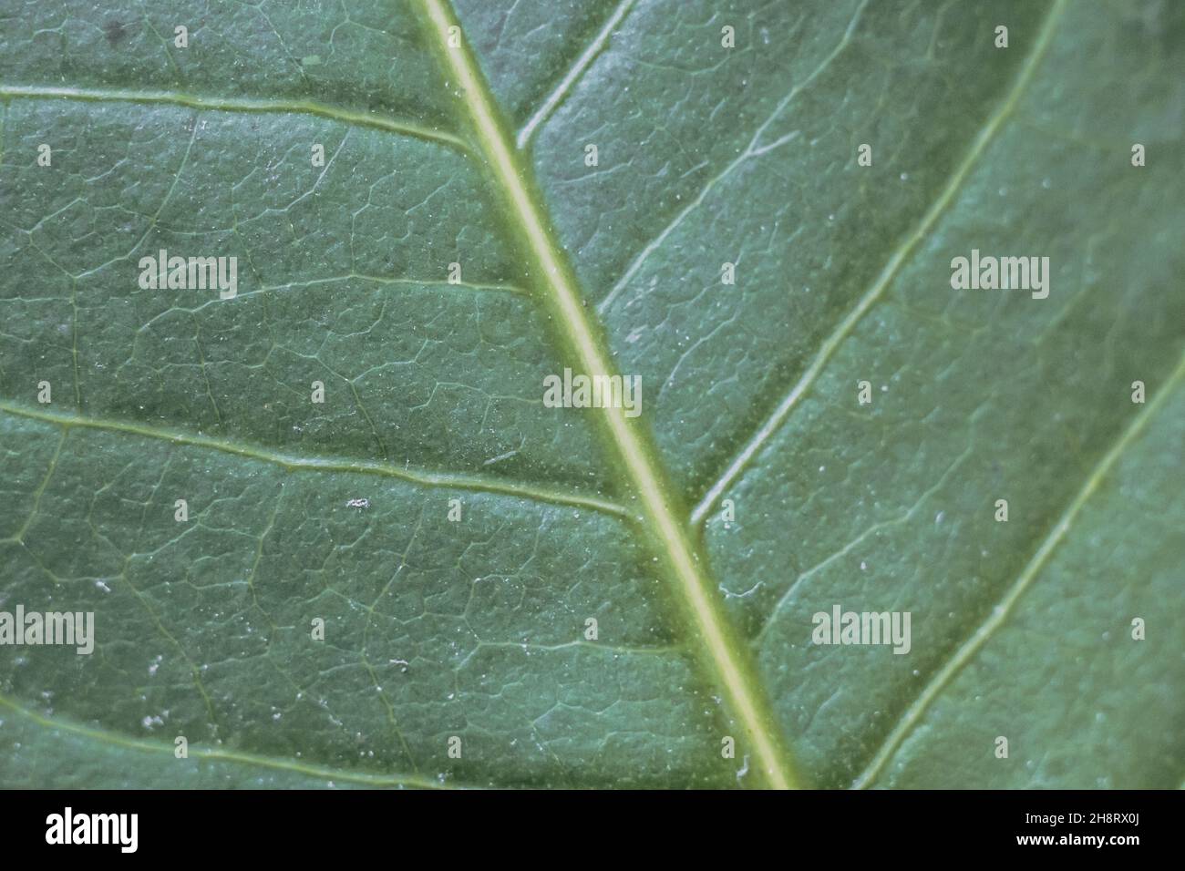 Light emerald green color more tone in stock. Copy space Abstract real ...