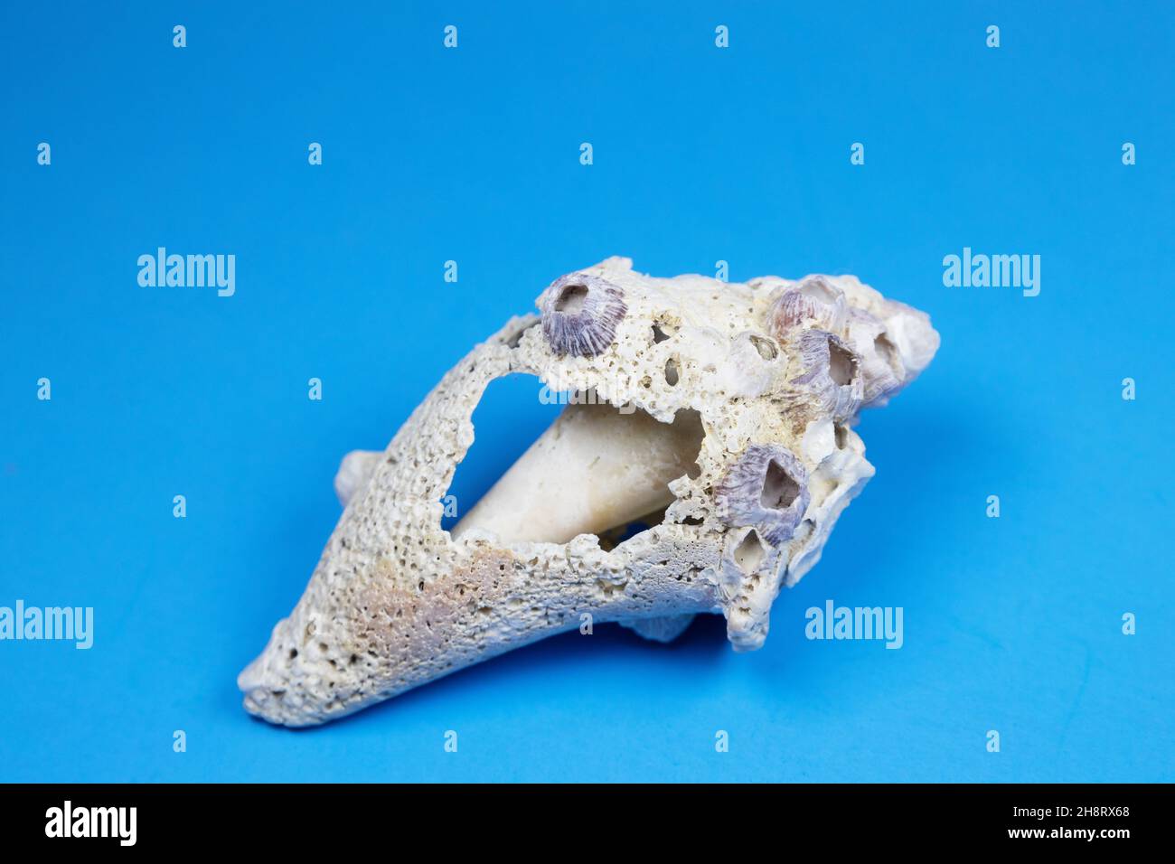 Broken seashell hi-res stock photography and images - Alamy