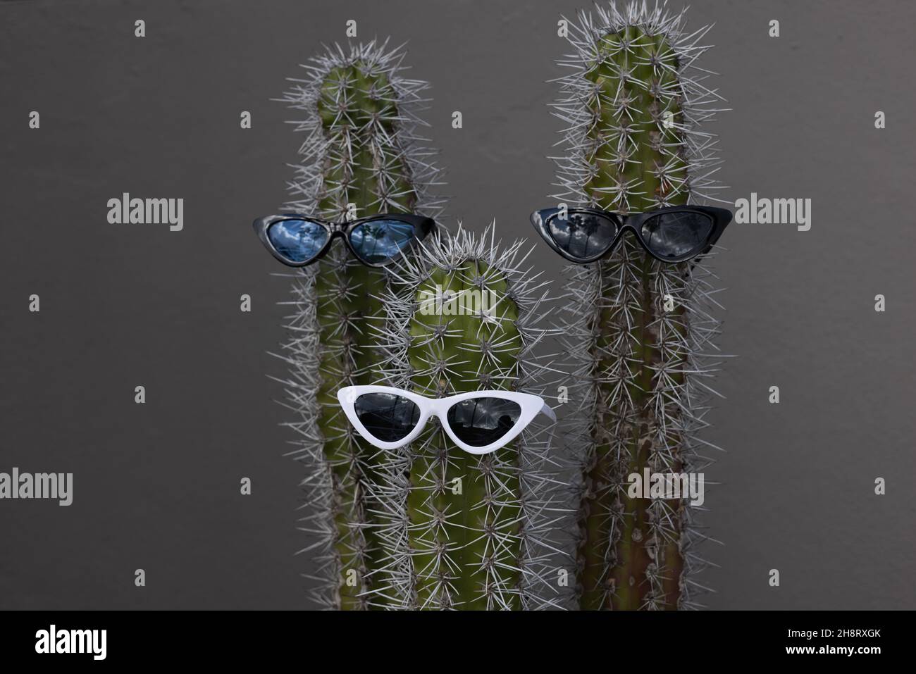 Fun and cool three cactuses with the sunglasses Stock Photo - Alamy
