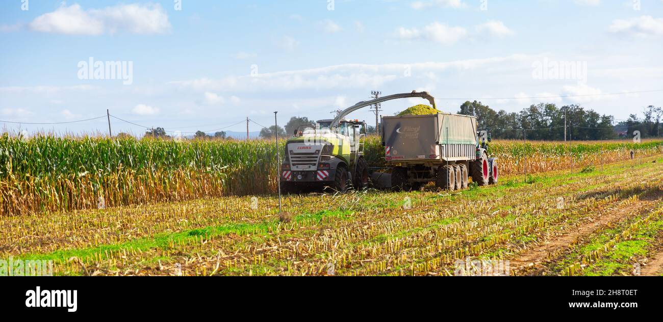 Process of corn silage harvest at farm Stock Photo - Alamy