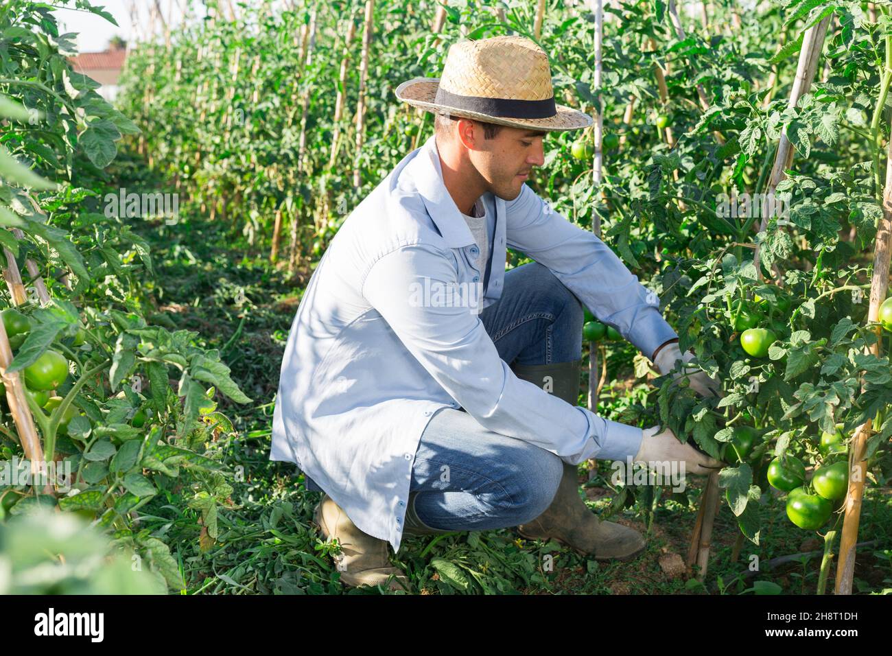 Underripe tomatoes hi-res stock photography and images - Alamy