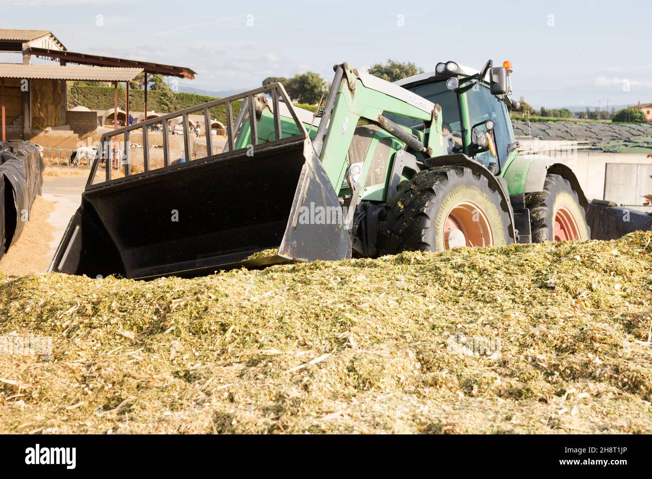 Tractor with front bucket forming heap of chopped feed maize Stock ...
