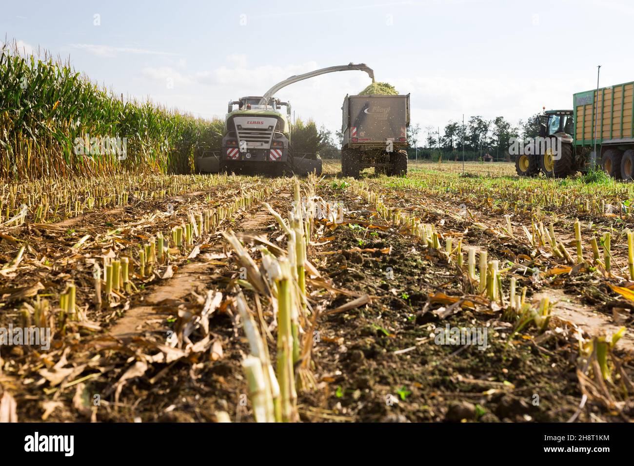 Combine harvester mowing corn on farm field and pouring into truck ...