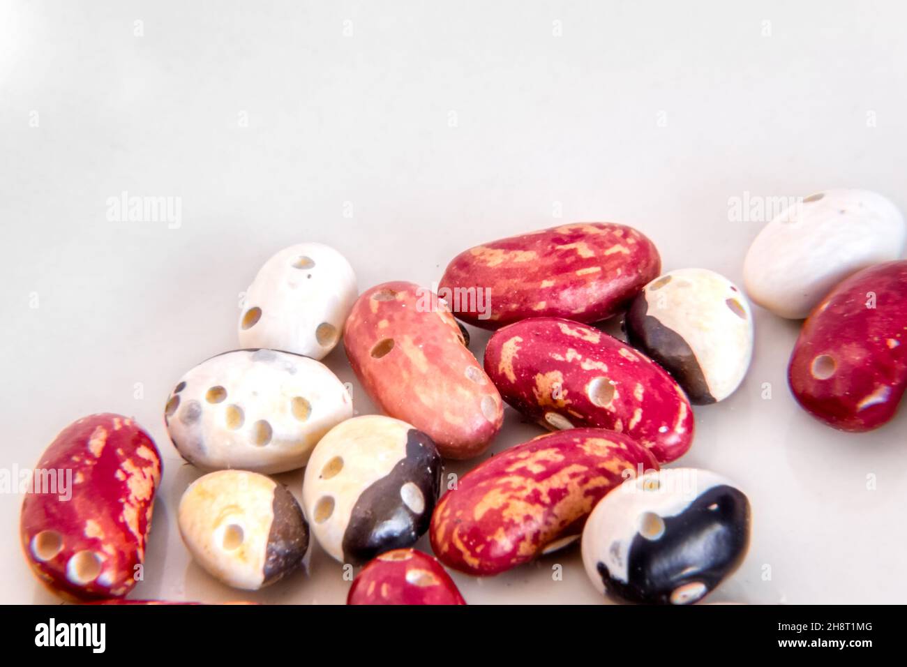 Bean seeds destroyed by agricultural parasites - bean weevil beetle ...