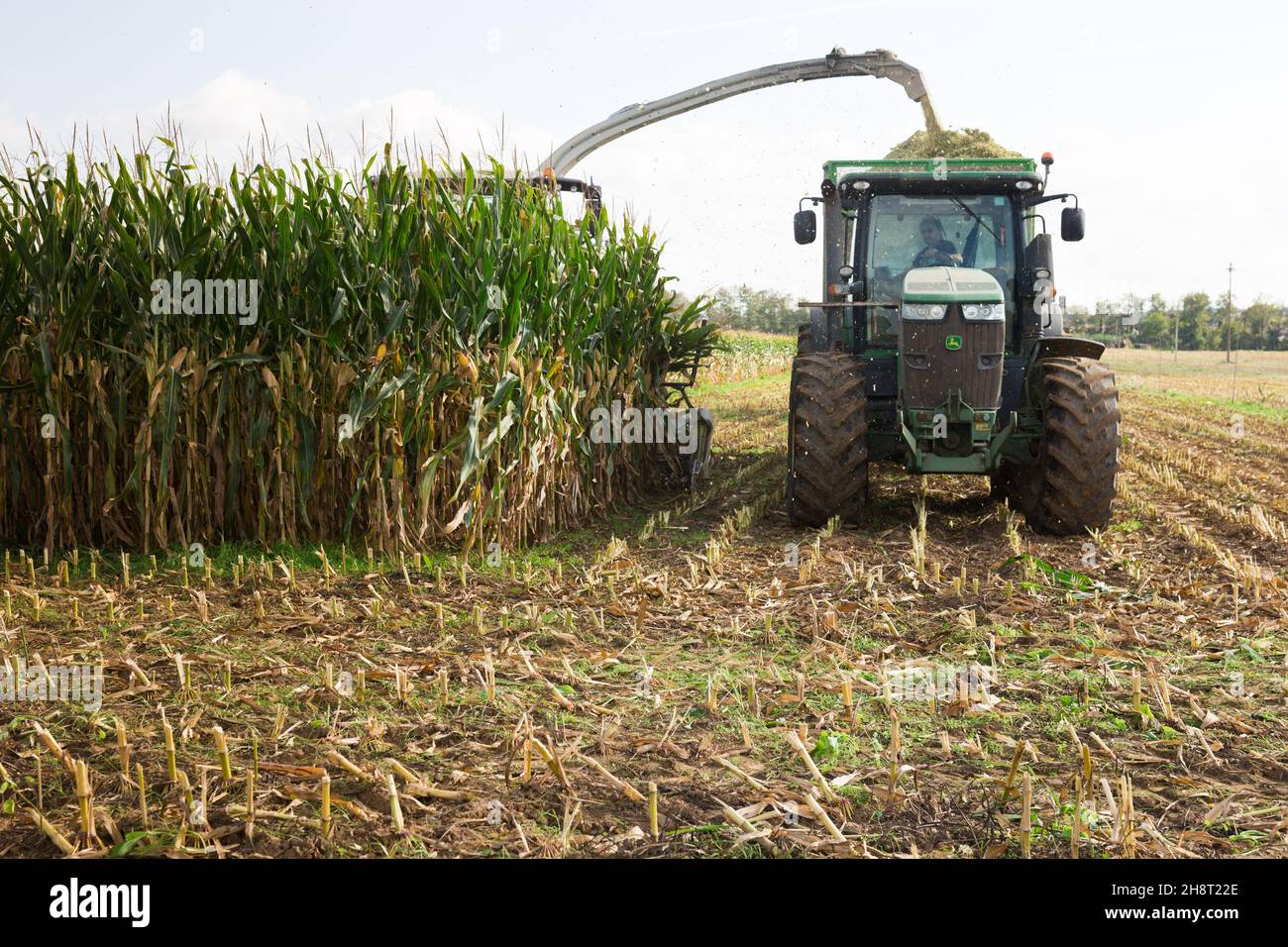 Process of corn silage harvest at farm Stock Photo - Alamy