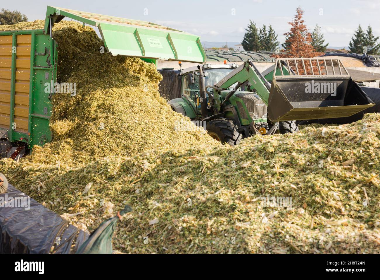 Tractor excavator forming pile of chopped fodder corn Stock Photo - Alamy