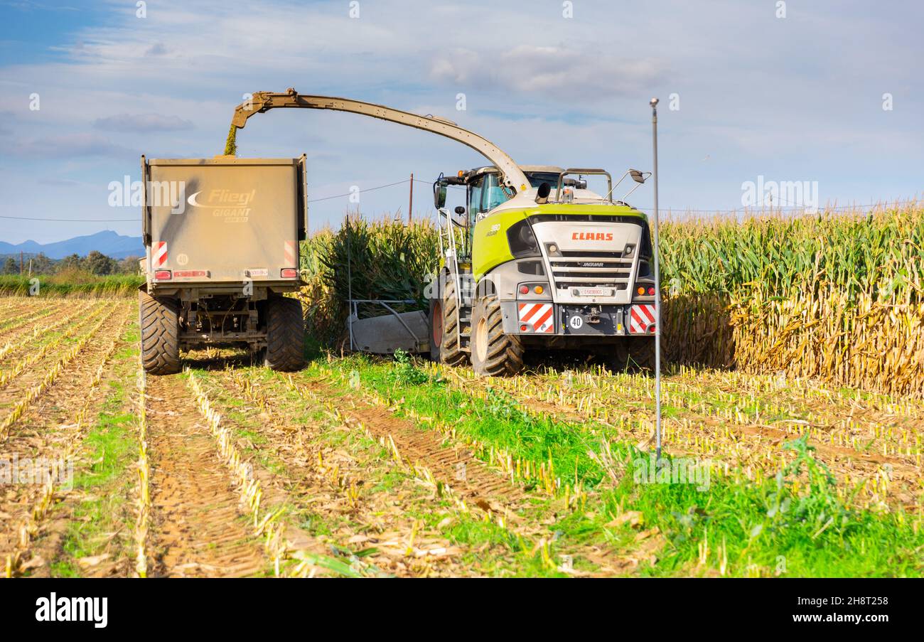 Process of corn silage harvest at farm Stock Photo - Alamy