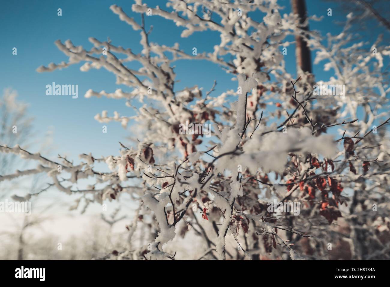 Chilling view of snow-covered tree branches against blue sk Stock Photo ...