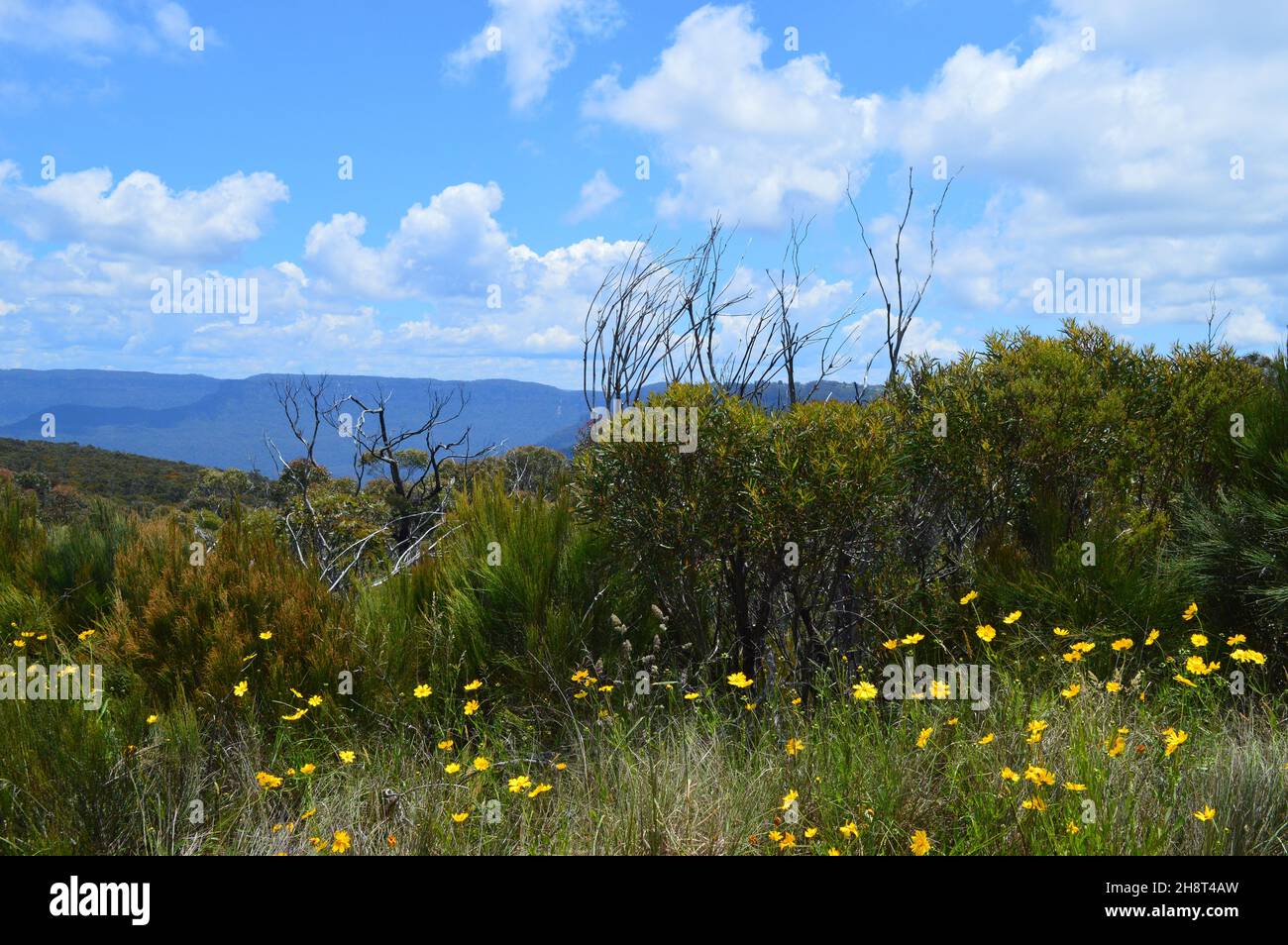 A view of the Jamison Valley in the Blue Mountains of Australia Stock ...