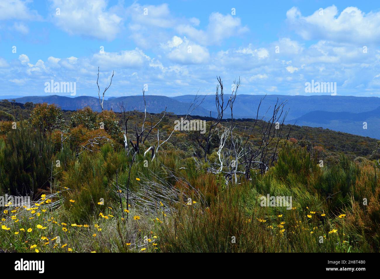 A view of the Jamison Valley in the Blue Mountains of Australia Stock ...