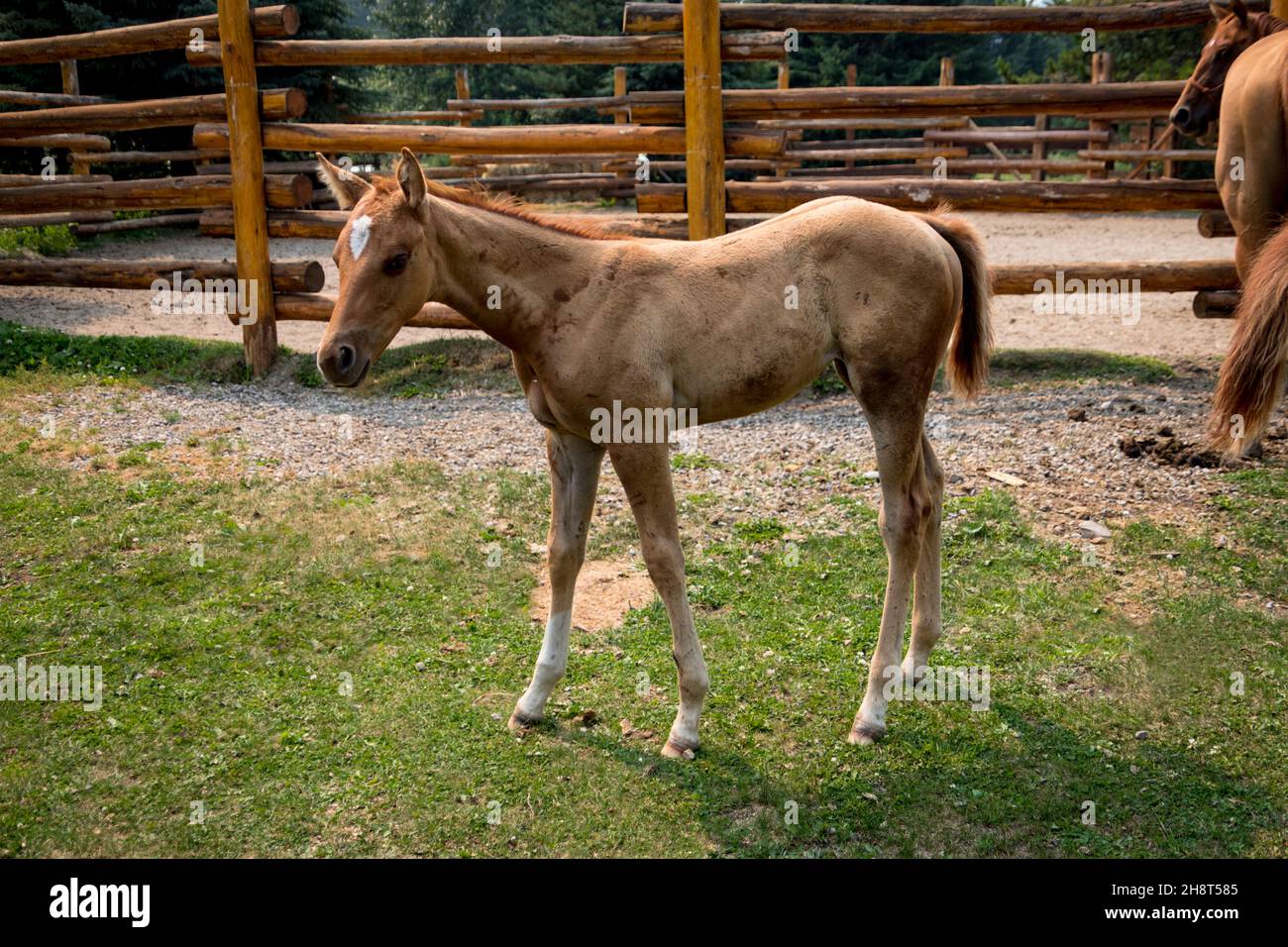 small colt horse standing side profile to camera looking at camera in ...