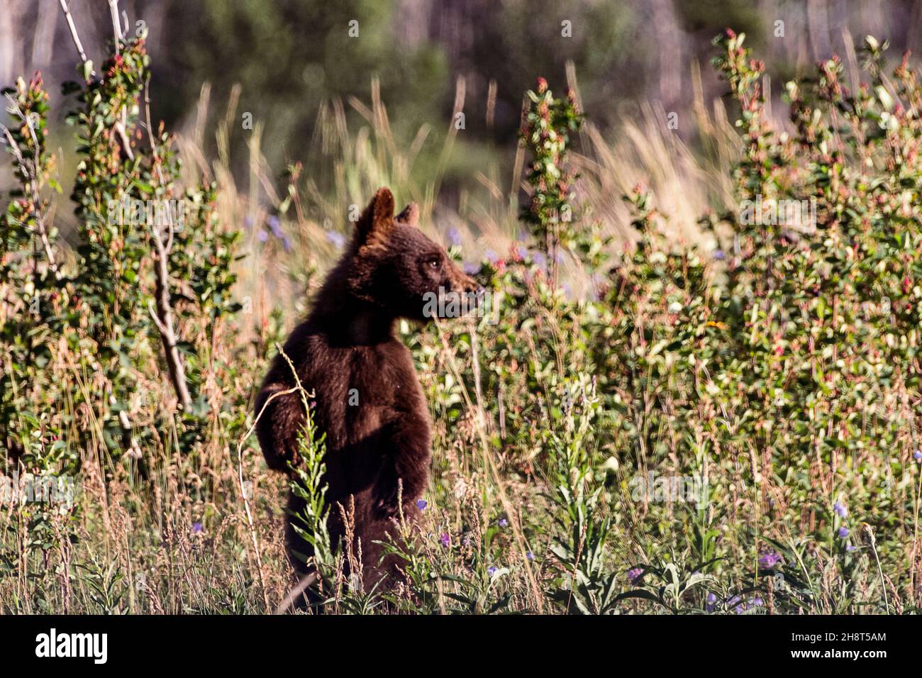 Cinnamon black bear cub standing up on back feet looking around in long ...