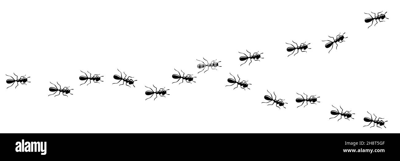 Worker ants trail curve. Ant path isolated in white background. Vector illustration Stock Vector ...