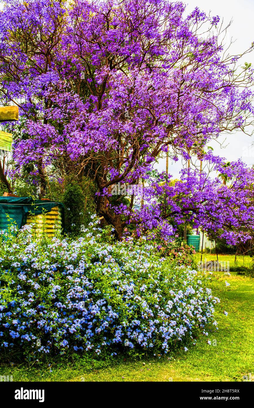 Jacaranda australia hi-res stock photography and images - Alamy