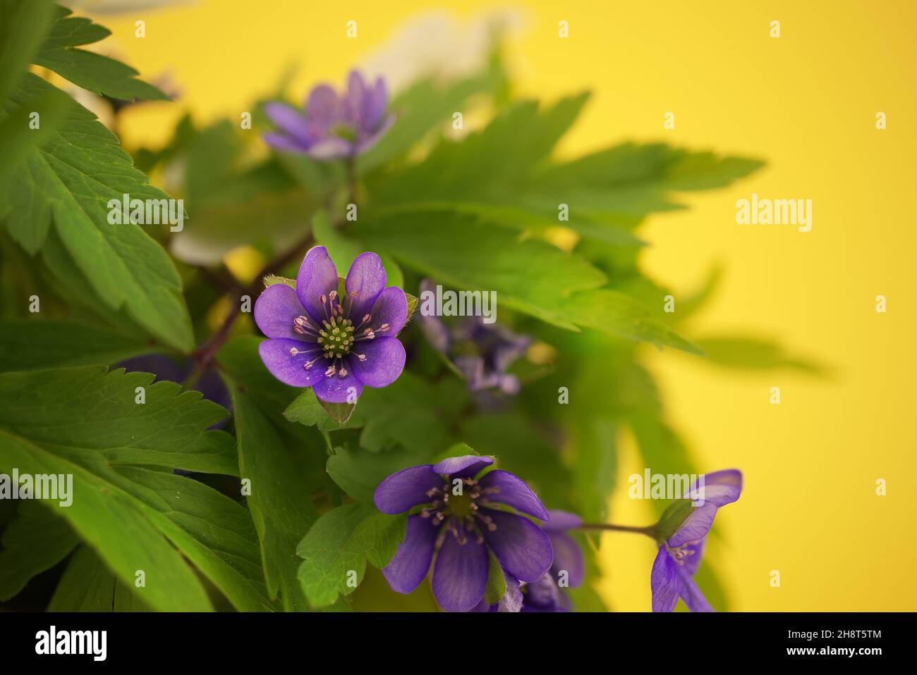 Blue Hepatica Nobilis in close-up, early blooming spring plants on ...