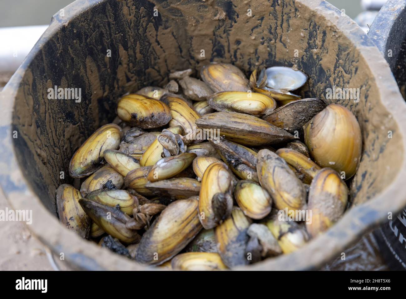 01 December 2021, Bavaria, Hilpoltstein: Collected native mussels from ...