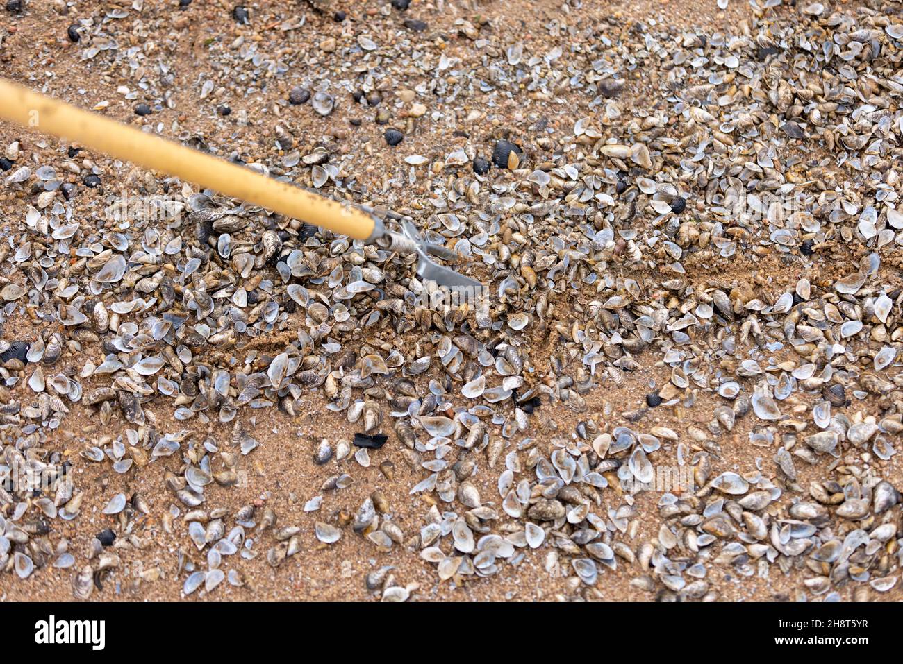 Invasive mussel shells hi-res stock photography and images - Alamy