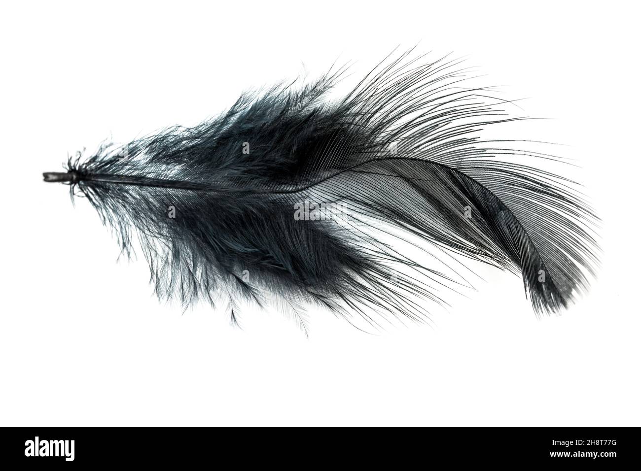 Close-up of Black feather isolated on white background Stock Photo - Alamy