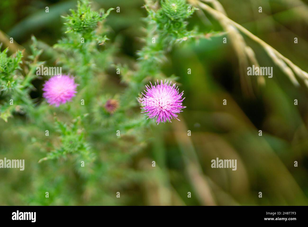 Bunga semalu hi-res stock photography and images - Alamy