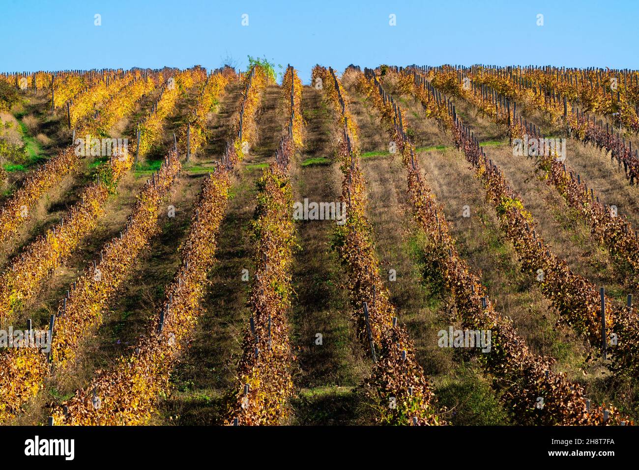 Vineyard plantations hi-res stock photography and images - Alamy