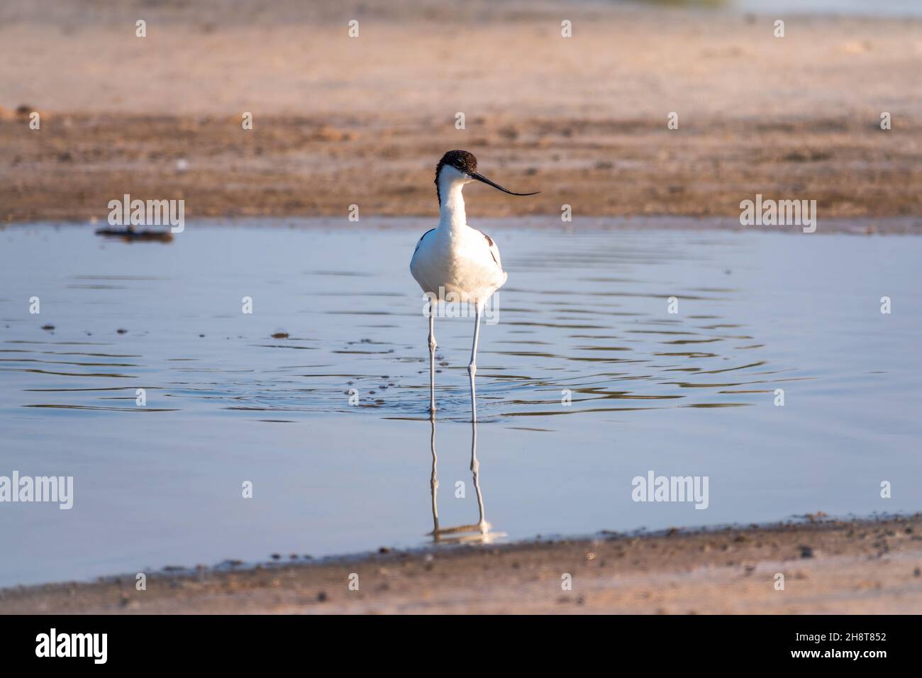 The pied avocet, Recurvirostra avosetta, is a large black and white ...