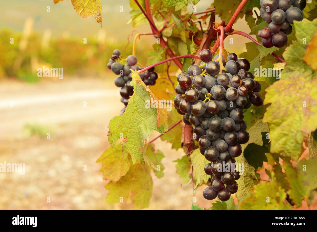 Vine cluster hi-res stock photography and images - Alamy