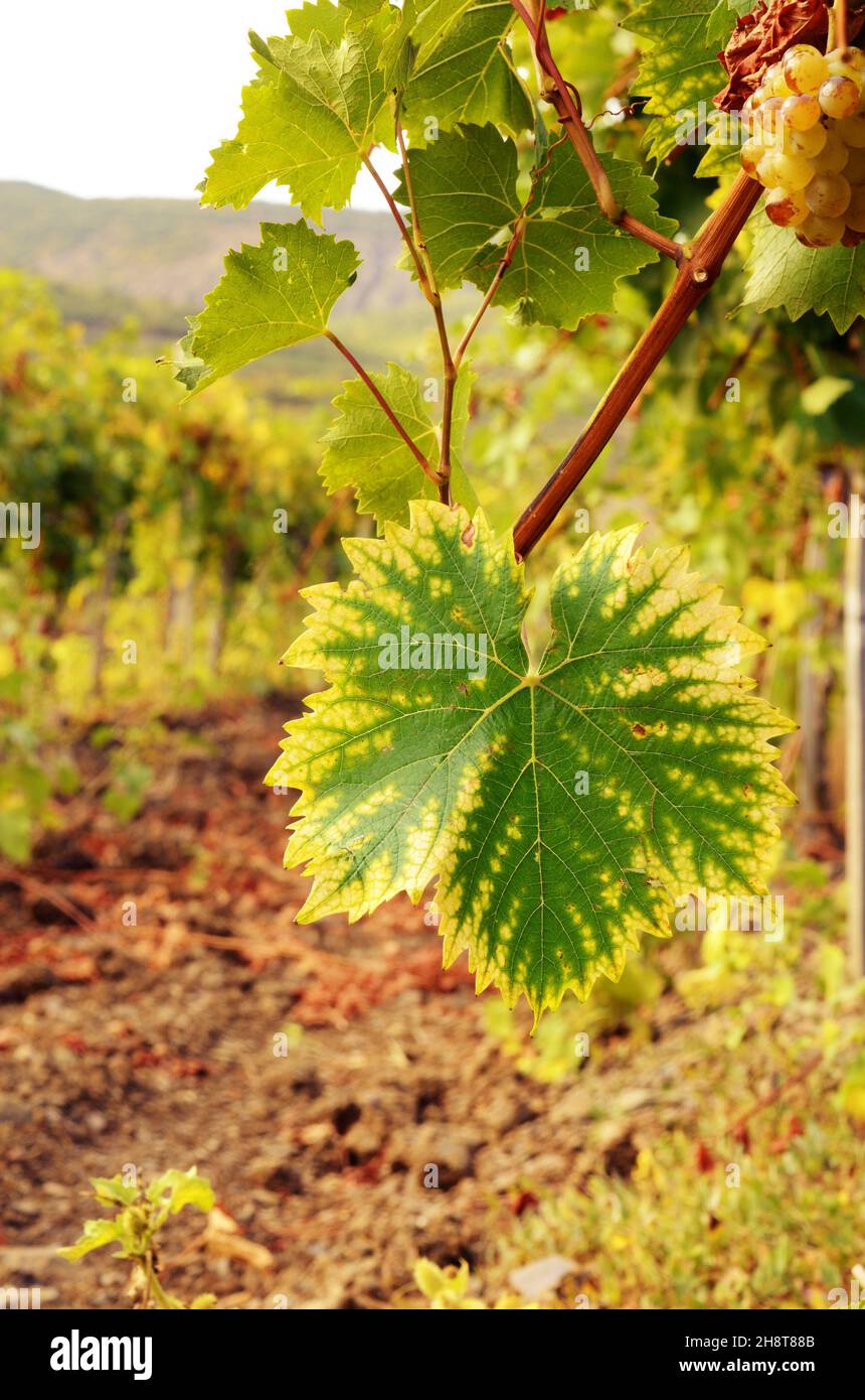 Green vineyard leaf hi-res stock photography and images - Alamy