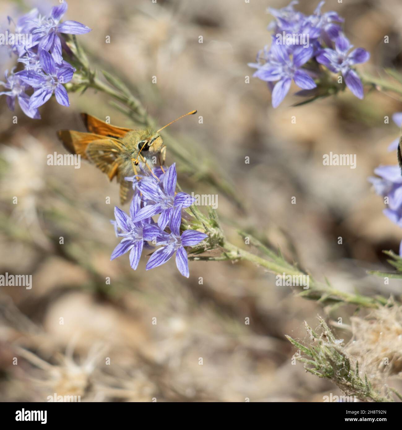 Purple flowering cymose head inflorescences of Giant Woolystar ...
