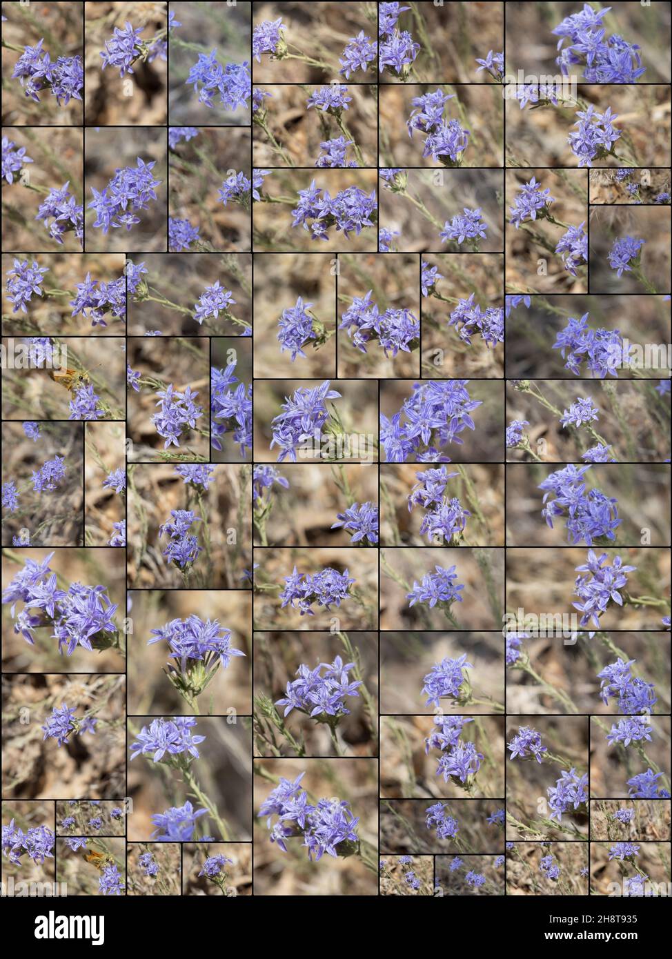 Purple flowering cymose head inflorescences of Giant Woolystar ...