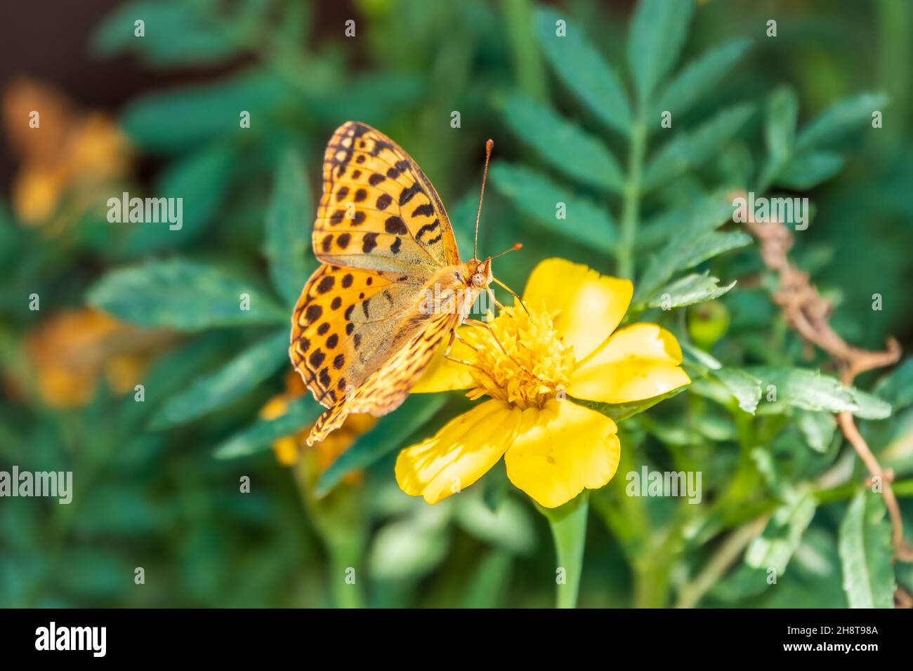 A butterfly, a queen of Spain fritillary, lat. Issoria lathonia ...