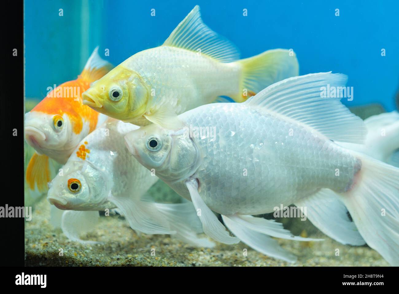 Family albino carp goldfish with fins in an aquarium on blue background ...