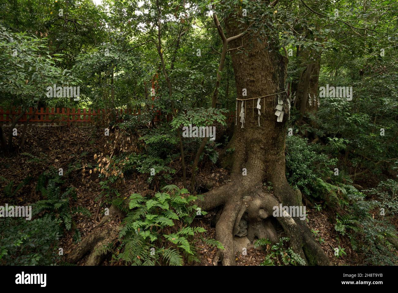紀州杉, Cunninghamia lanceolata, Cedar Stock Photo - Alamy