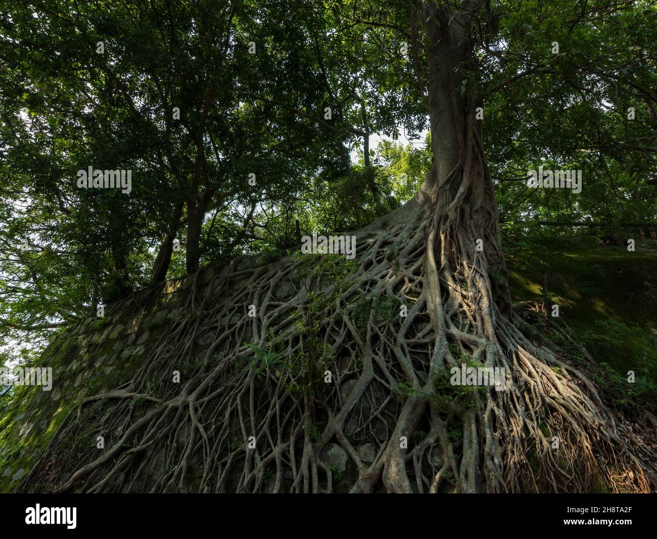 Tree with big roots Stock Photo - Alamy