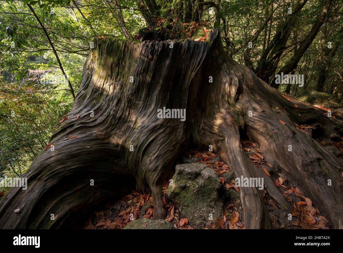 Yakusugi cedar hi-res stock photography and images - Alamy