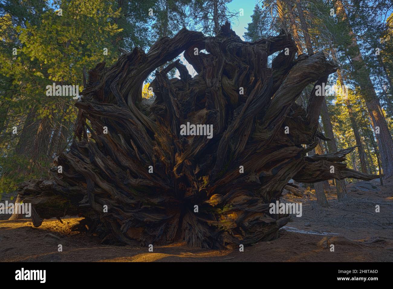 Giant sequoia roots Stock Photo - Alamy