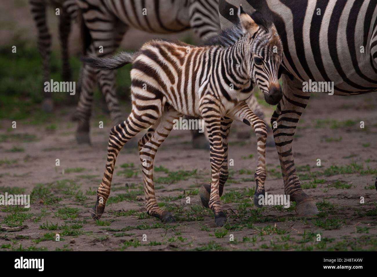 Zebra herd with foals hi-res stock photography and images - Alamy