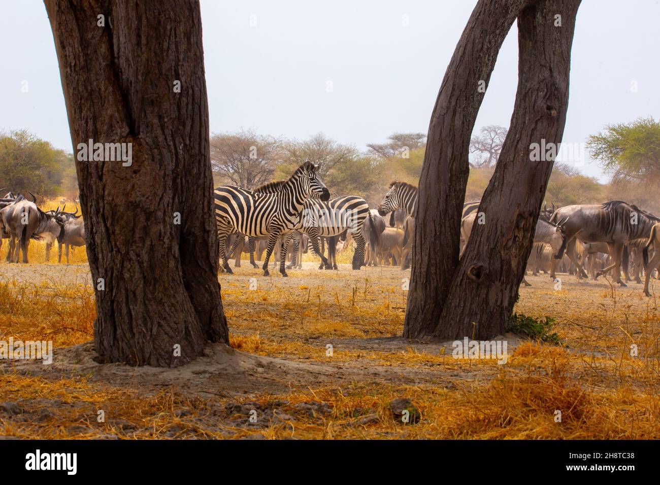 Zebra skin repeat pattern hi-res stock photography and images - Alamy