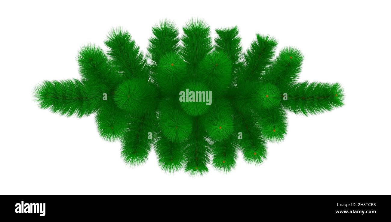 fur tree on white background. Isolated 3D illustration Stock Photo - Alamy